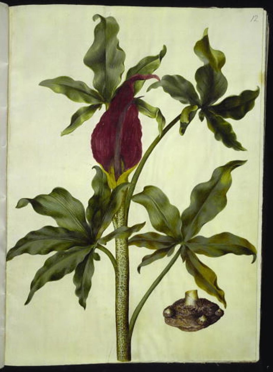 Dracunculus vulgaris (Common Dragon Arum)