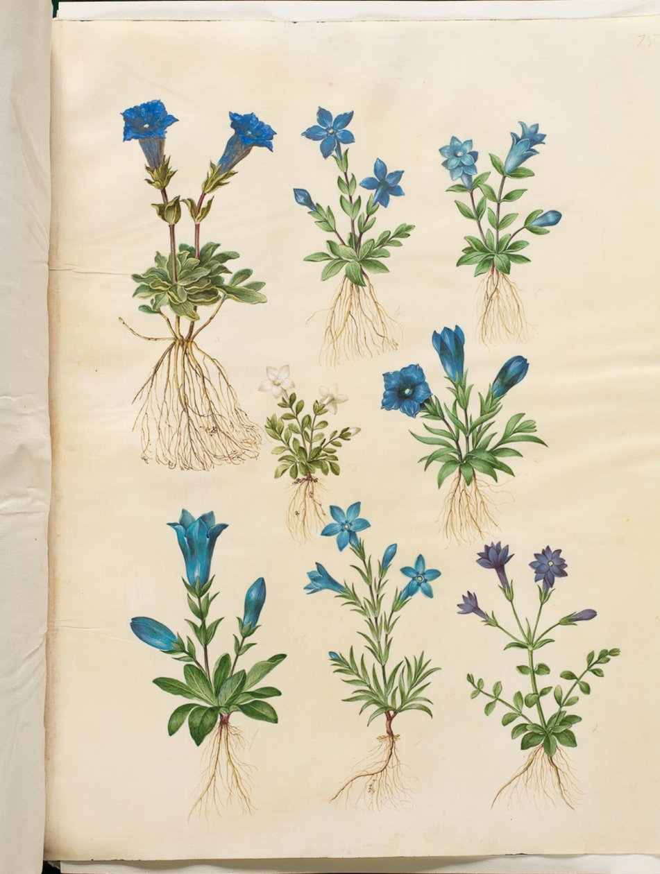 Gentiana Acaulis (Stemless Gentian); Gentiana Verna (Spring Gentian ...