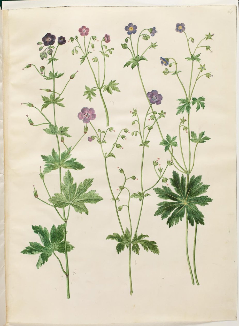 Geranium phaeum; Geranium sylvaticum