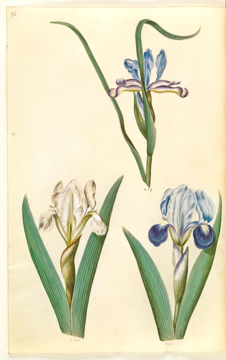 Iris graminea (Grass-leaved Iris); Iris lutescens or Iris pumila ...