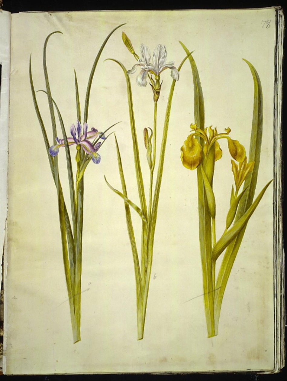 Iris graminea (grass-leaved iris); Iris sibirica (Siberian iris); Iris ...