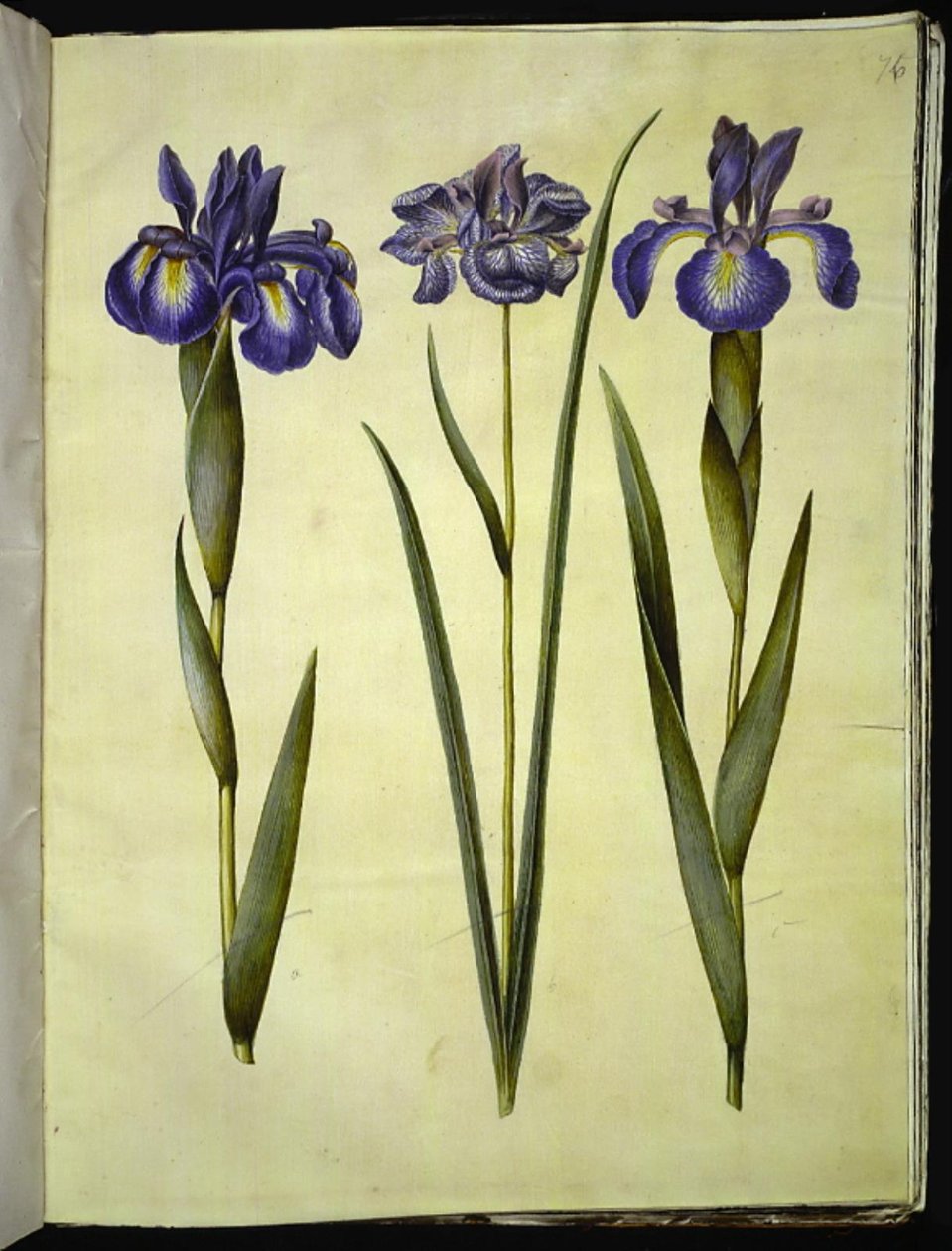 Iris latifolia; Iris sibirica by Hans Simon Holtzbecker
