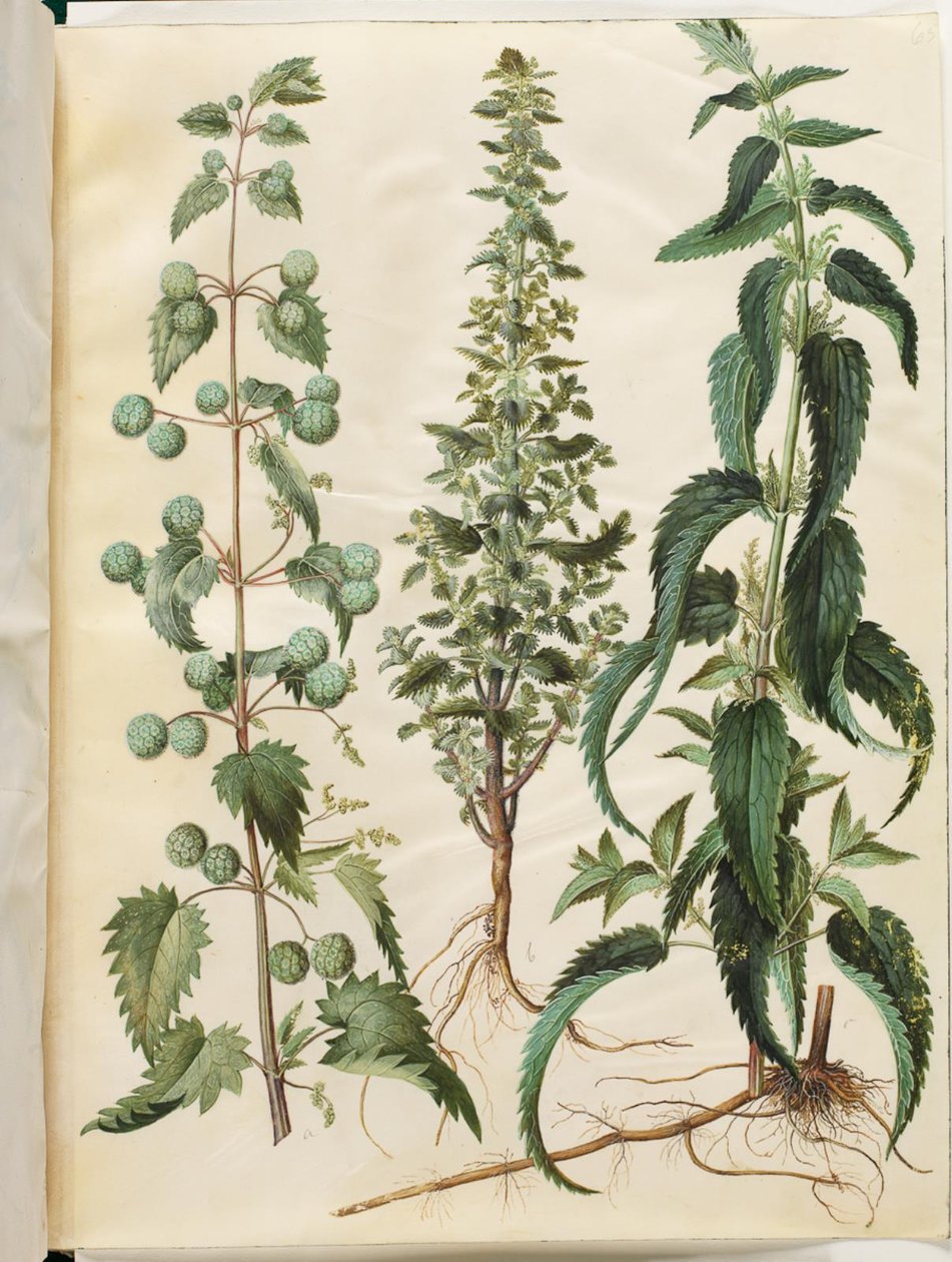 Urtica pilulifera (Roman Nettle); Urtica urens (Small Nettle); Urtica ...