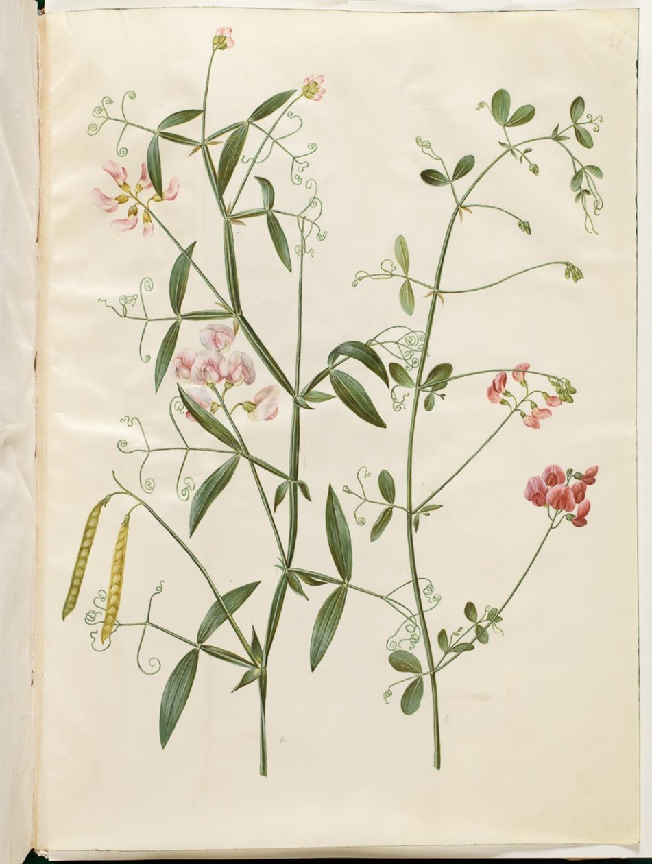 Lathyrus sylvestris; Lathyrus tuberosus