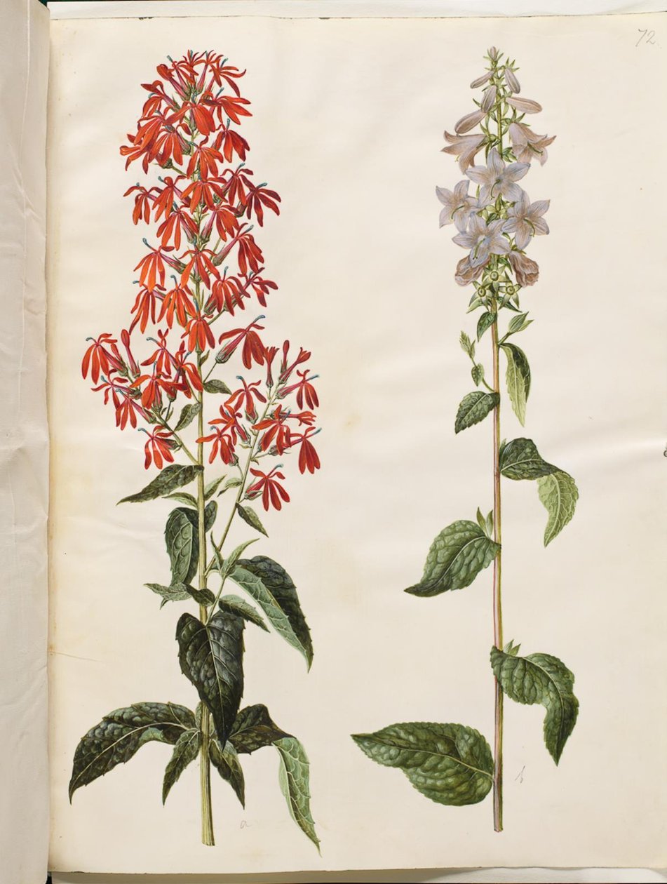 Lobelia cardinalis (cardinal flower); Campanula latifolia (giant ...
