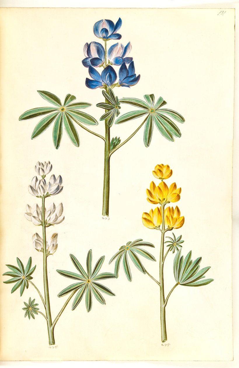 Lupinus pilosus (blue lupin); Lupinus albus (white lupin); Lupinus ...
