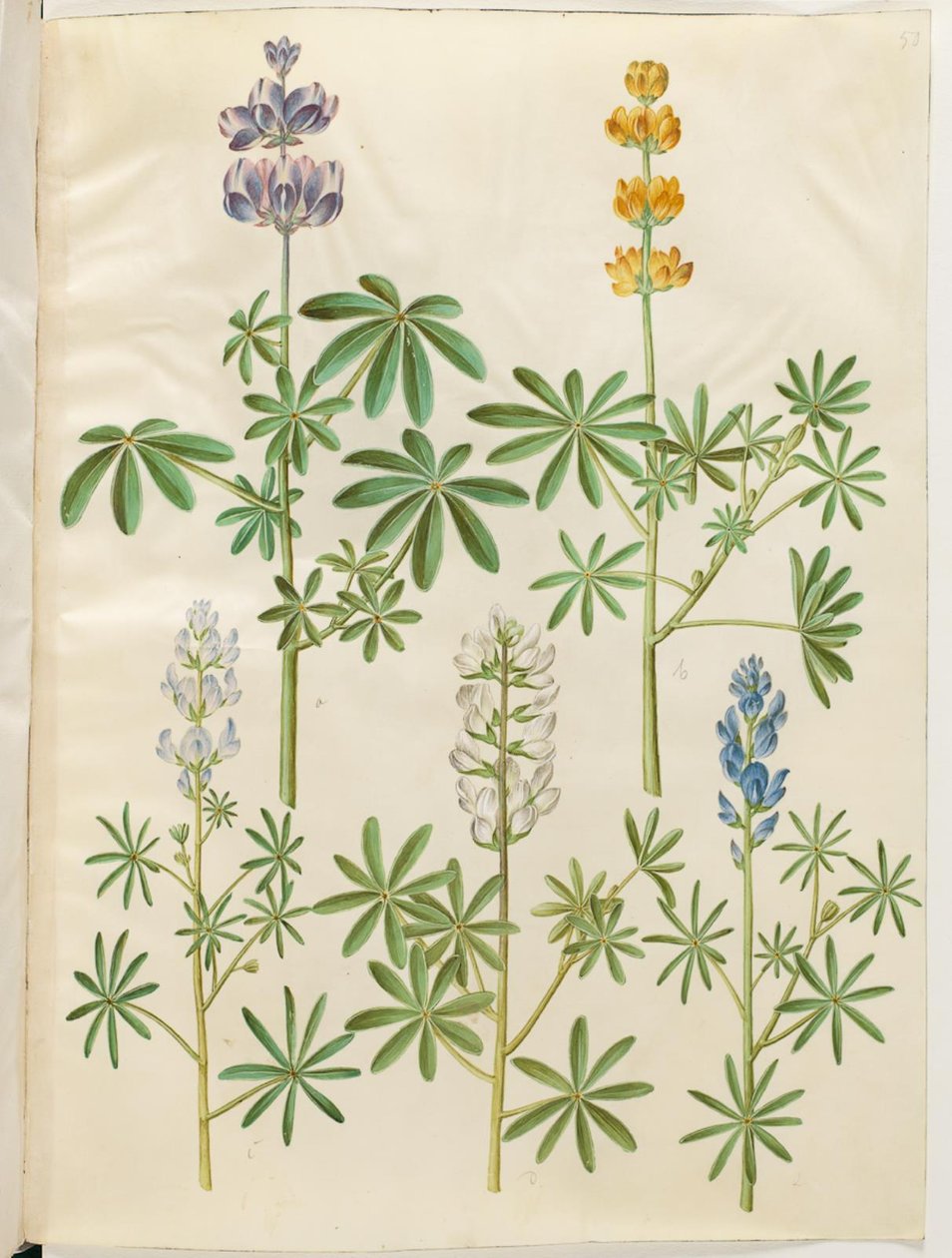 Lupinus pilosus (Blue Lupin); Lupinus luteus (Yellow Lupin); Lupinus ...