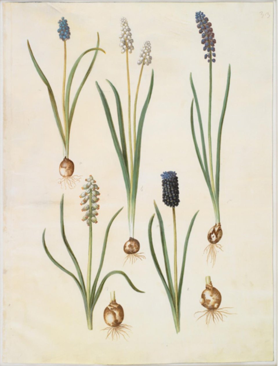 Muscari botryoides (Common Grape Hyacinth); Muscari racemosum ...