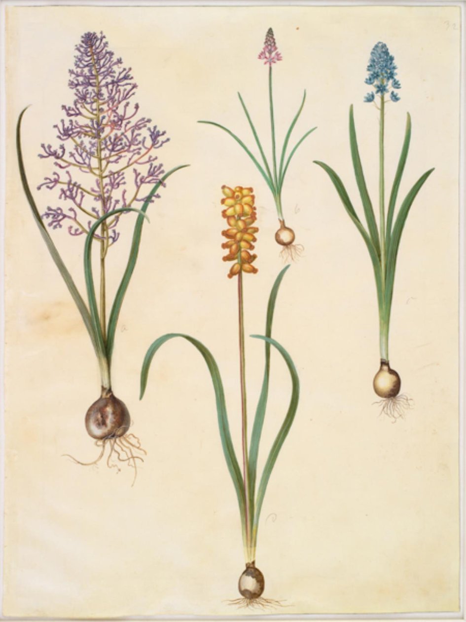 Muscari comosum (Feather Hyacinth); Scilla autumnalis (Autumn Squill ...