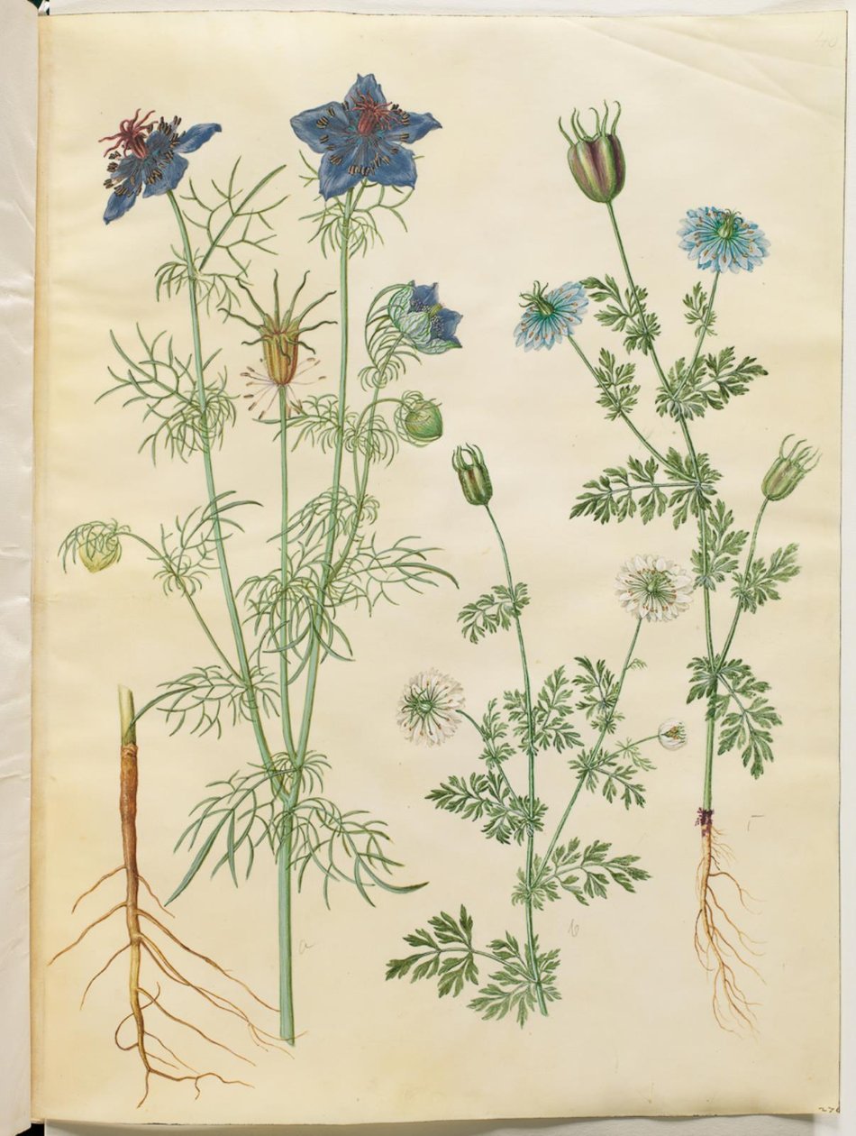 Nigella hispanica (Spanish Nigella); Nigella sativa (Black Cumin)