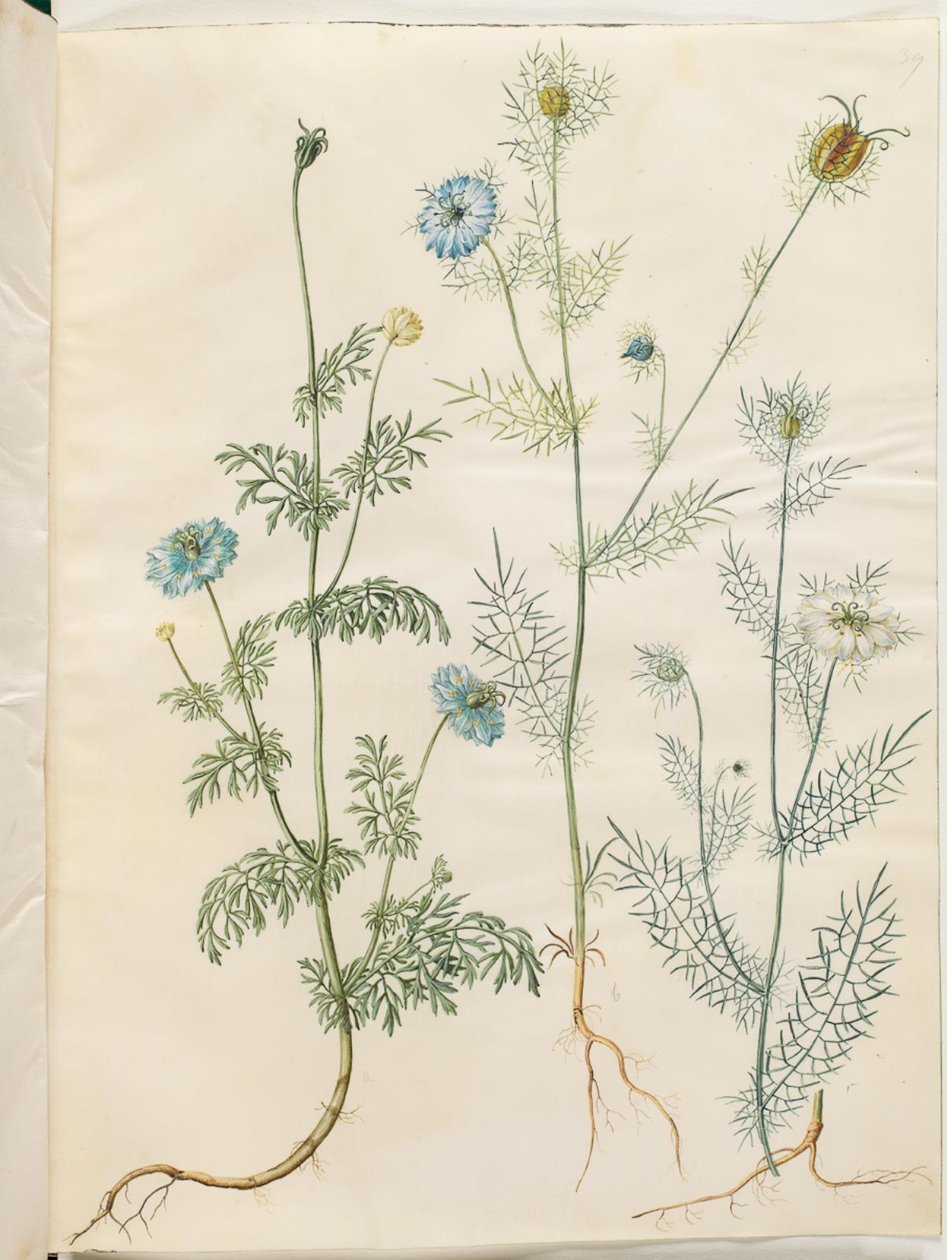 Nigella sativa (Black Cumin); Nigella damascena (Love-in-a-Mist)