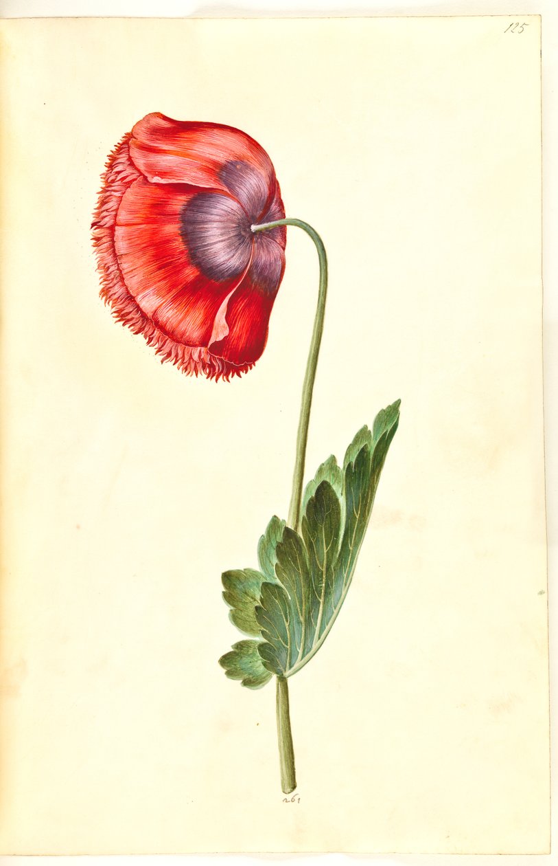 Opium Poppy Drawing Opium Poppy Botanical Drawings (Papaver