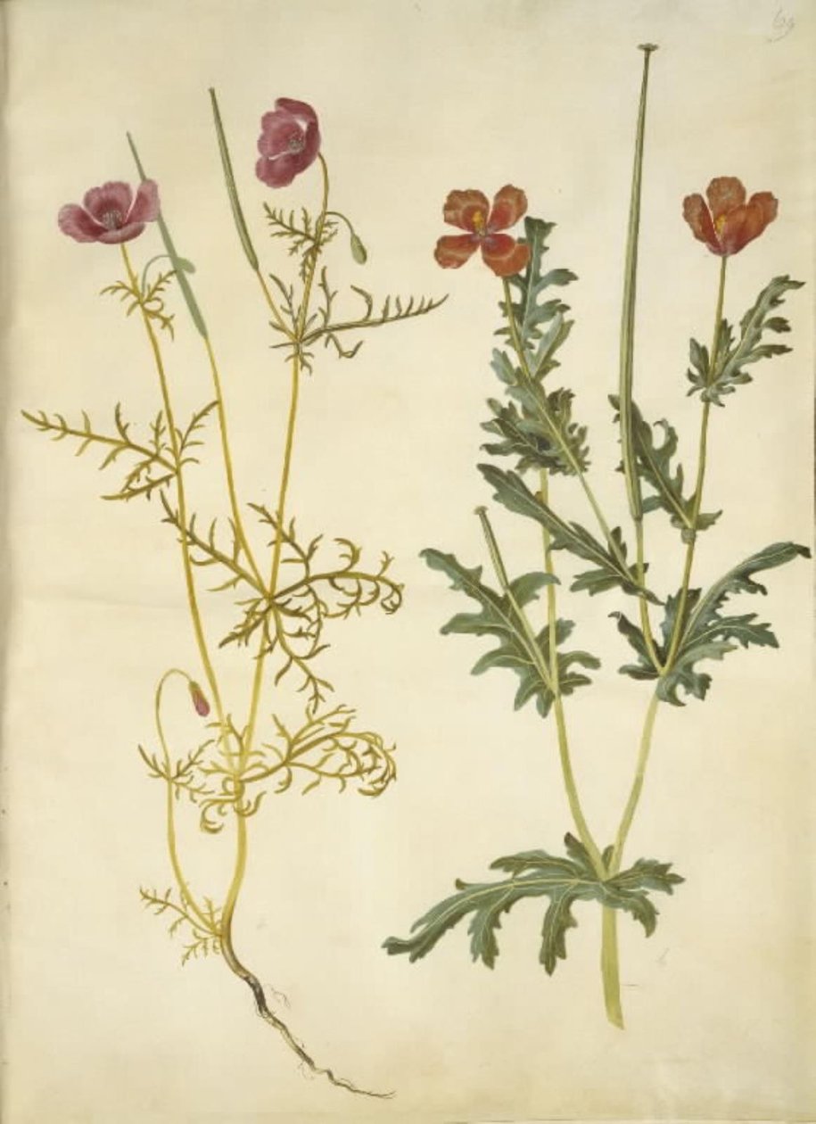 Roemeria hybrida (Violet Horned Poppy); Glaucium corniculatum (Red ...