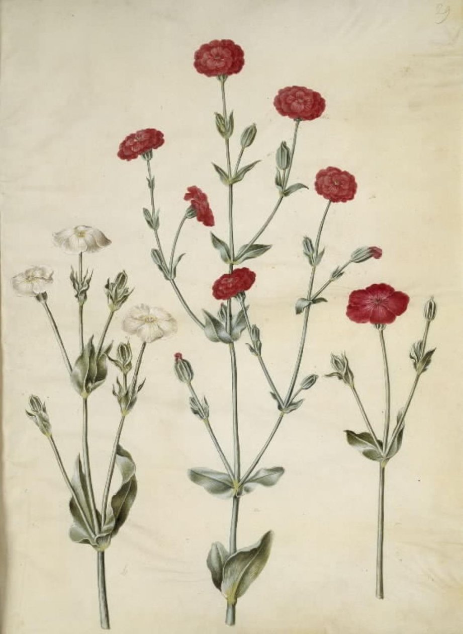Silene Coronaria (Crown Lychnis) by Hans Simon Holtzbecker