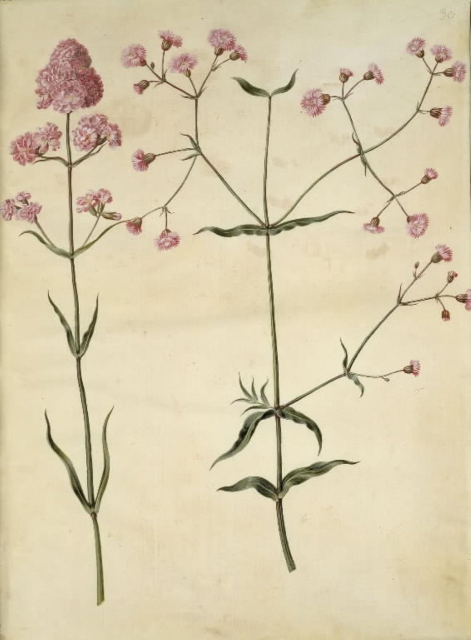 Silene viscaria (common catchfly); Silene (ragged robin)