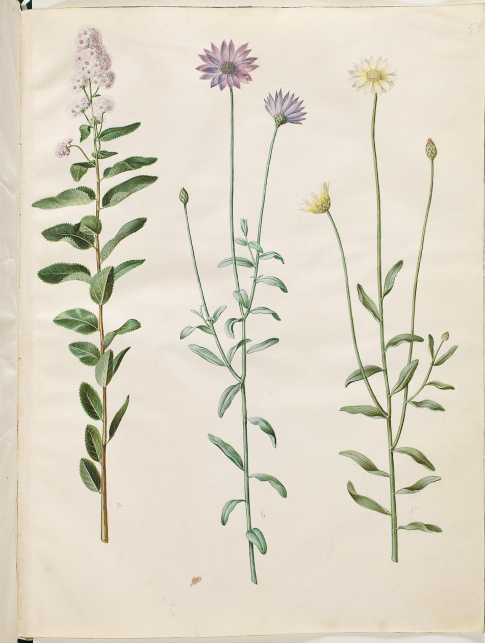 Spiraea salicifolia (Willow-leaved Spiraea); Catananche caerulea (Blue ...