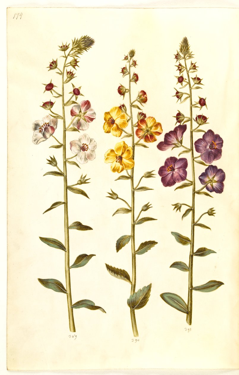 Verbascum blattaria; Verbascum phoeniceum