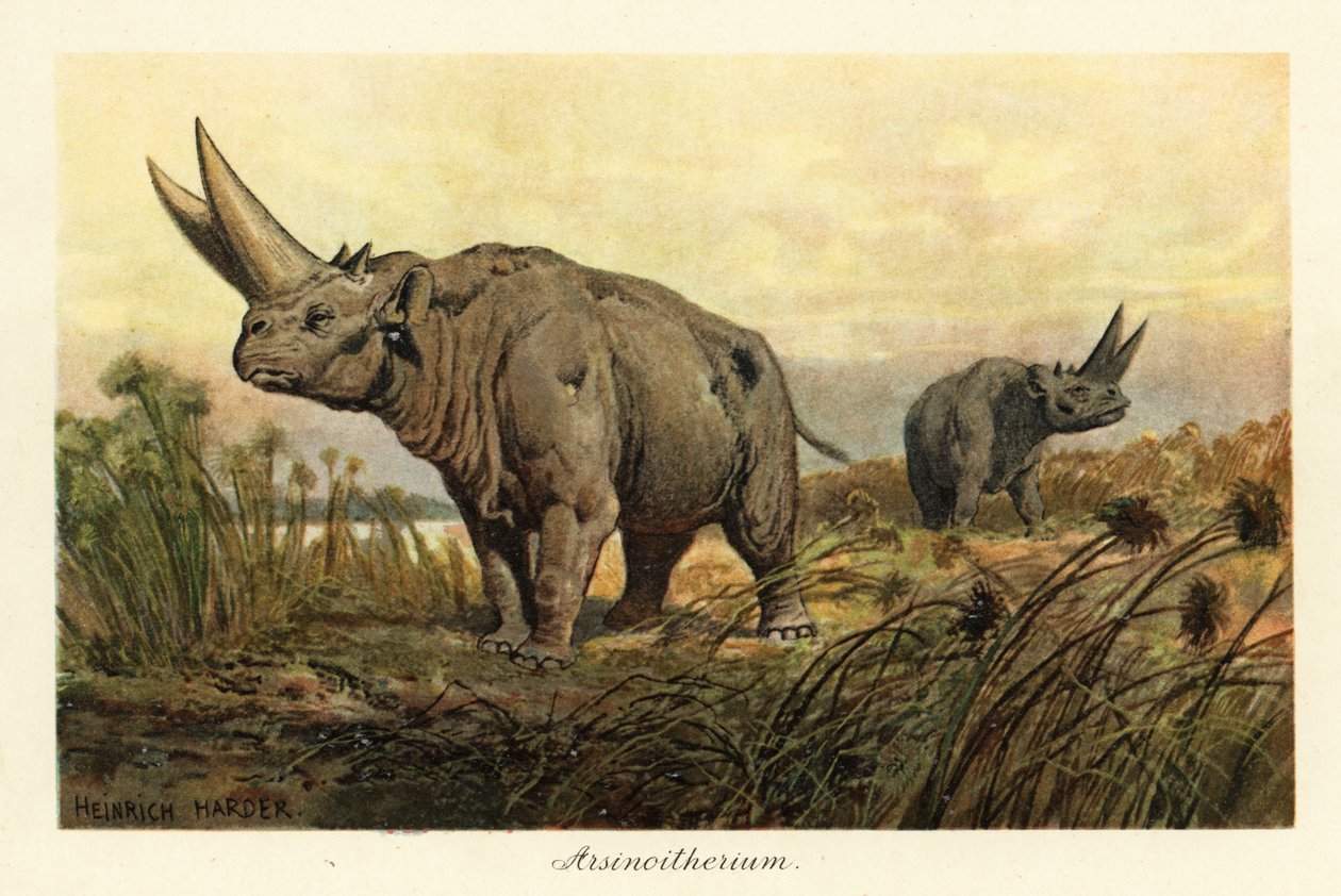 Arsinotherium, extinct genus of paenungulate mammal