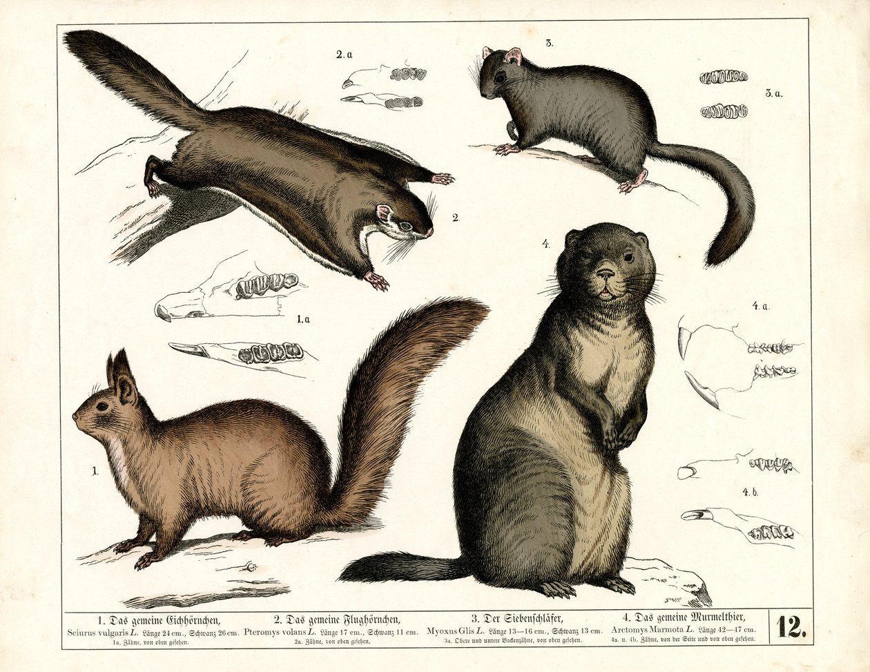 European Rodents by Heinrich Leutemann: Buy fine art print