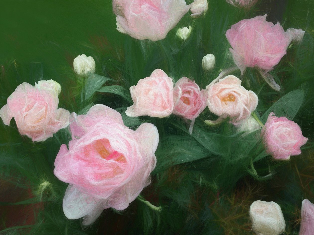 Bed of Roses by Helen White: High-quality fine art print
