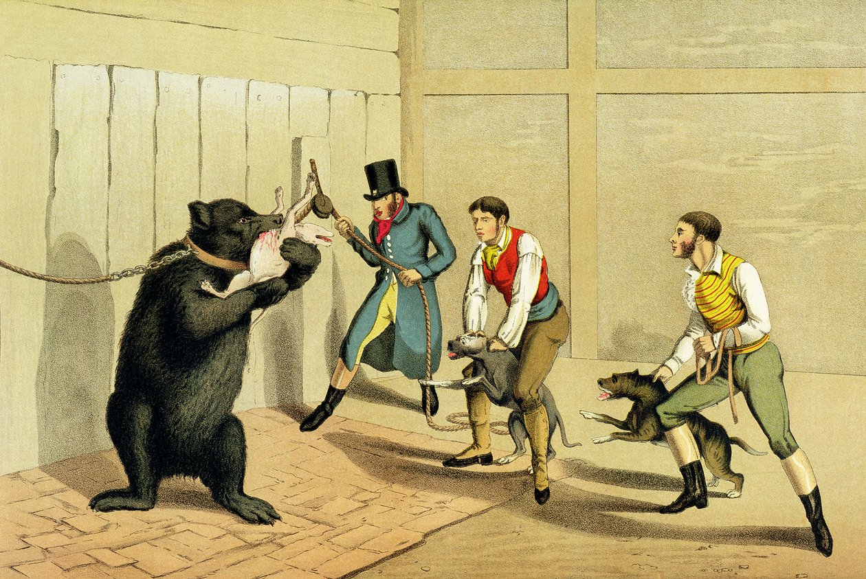 Bear Baiting by Henry Thomas Alken: Buy fine art print