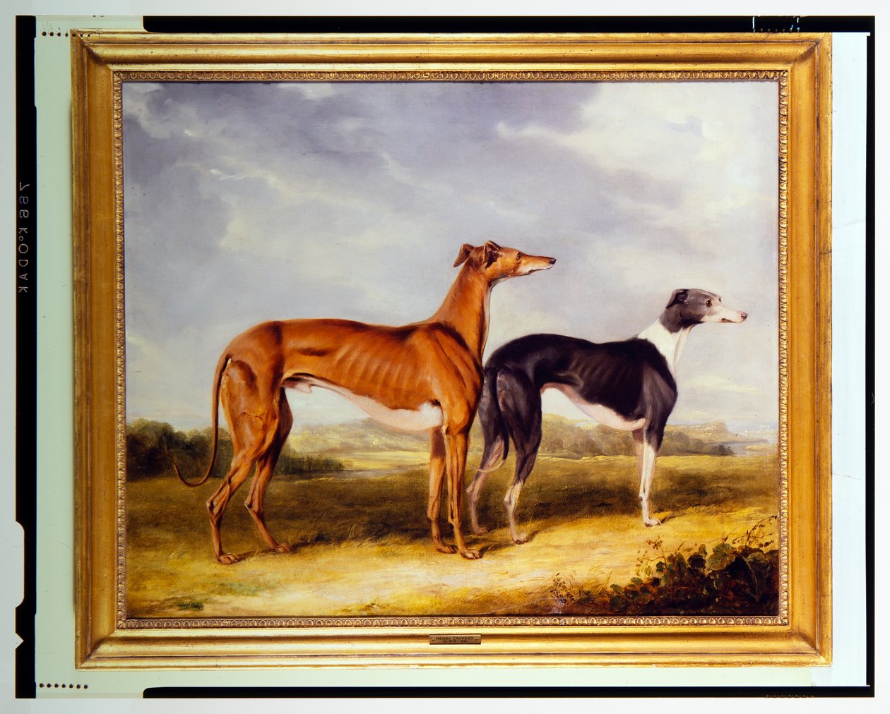 Two Greyhounds, the Property of Dr. Edmund Taylor of Booth Hall