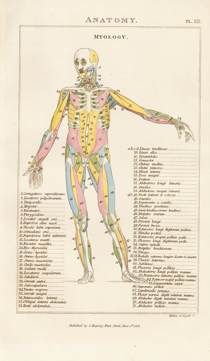 Musculature of the Human Body – Anterior View