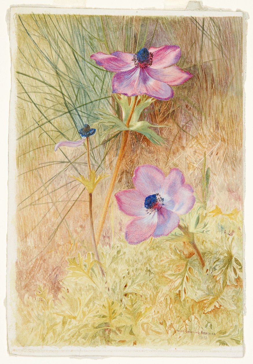 Florentine Wild Anemones by Henry Roderick Newman