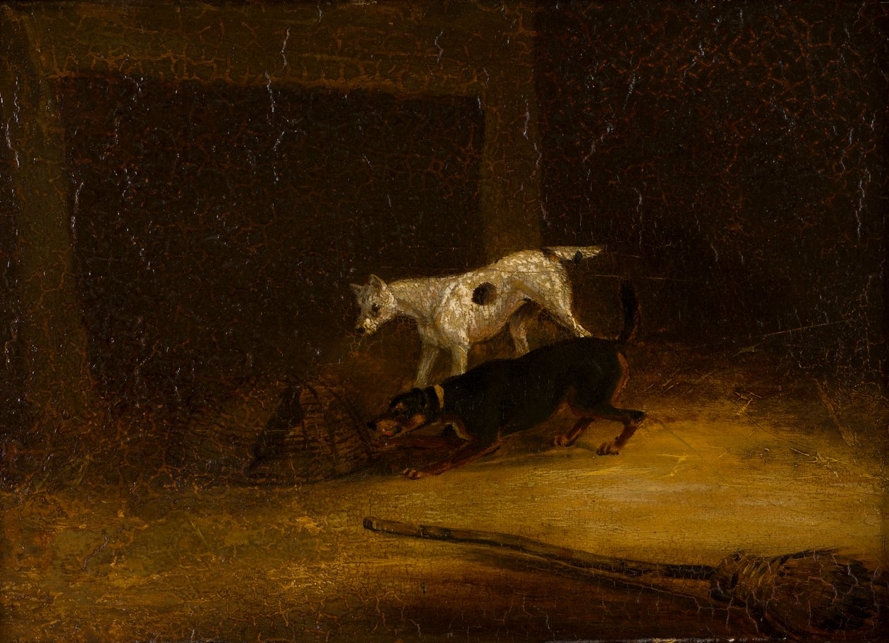 Two Terriers Trying to Get at a Rat in a Trap