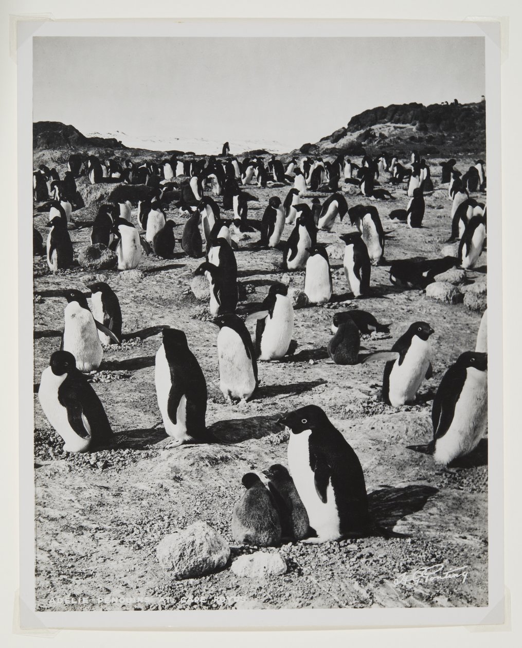 Adelie Penguins at Cape Royds by Herbert Ponting