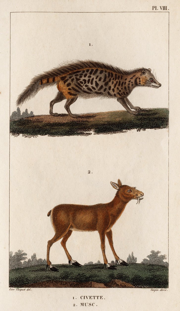 Civet and Musk. 'Fauna of the Doctors or History of Animals and Their ...