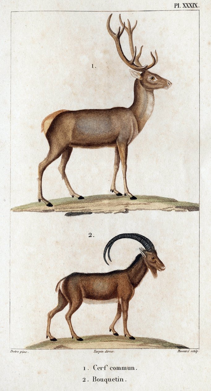 Common deer and Ibex. 'Fauna of the Doctors or History of Animals and ...