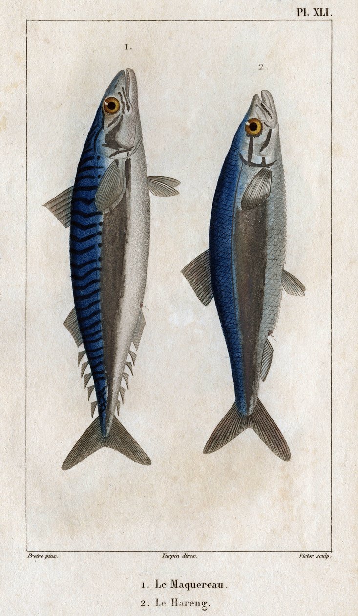 Mackerel and Herring, from Fauna of the Doctors or History of Animals ...