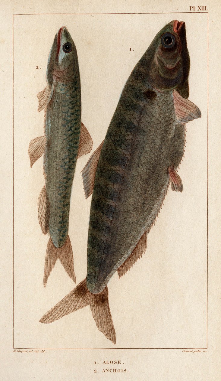 Shad and Anchovies. 'Fauna of the Doctors or History of Animals and ...