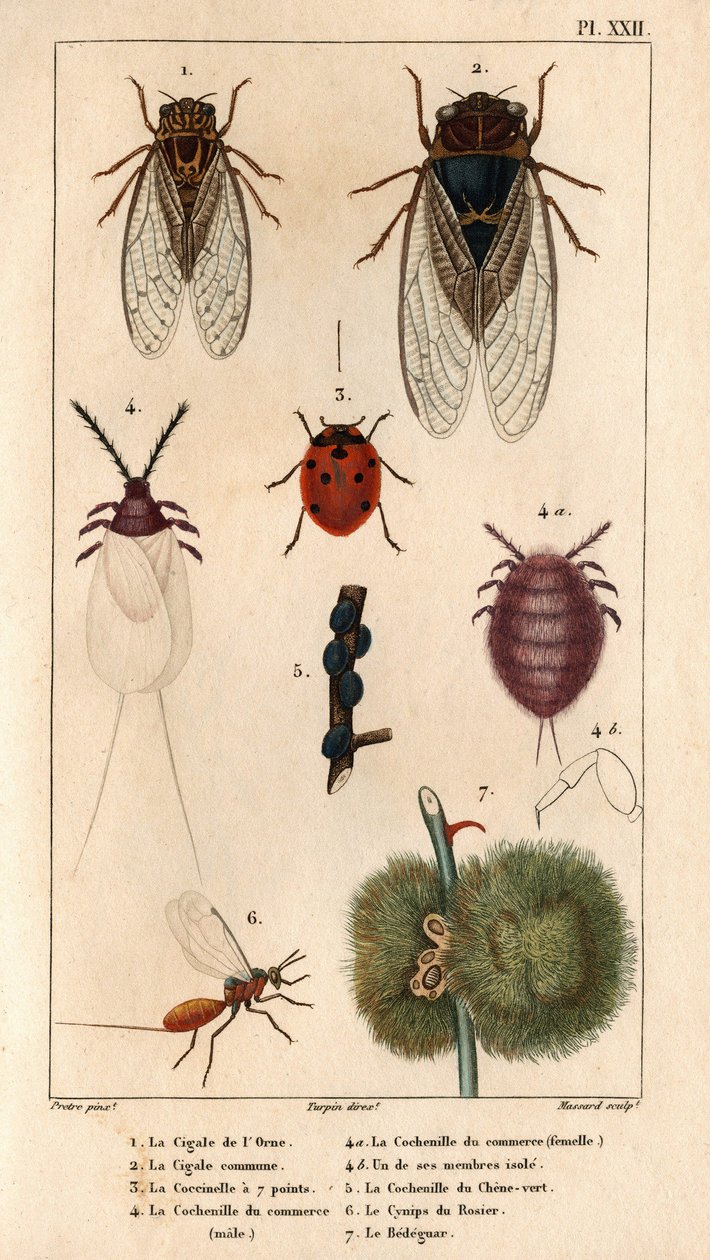 The Cigale de l'Orne, the Common Cigale, the Beetle has 7 Points, the ...