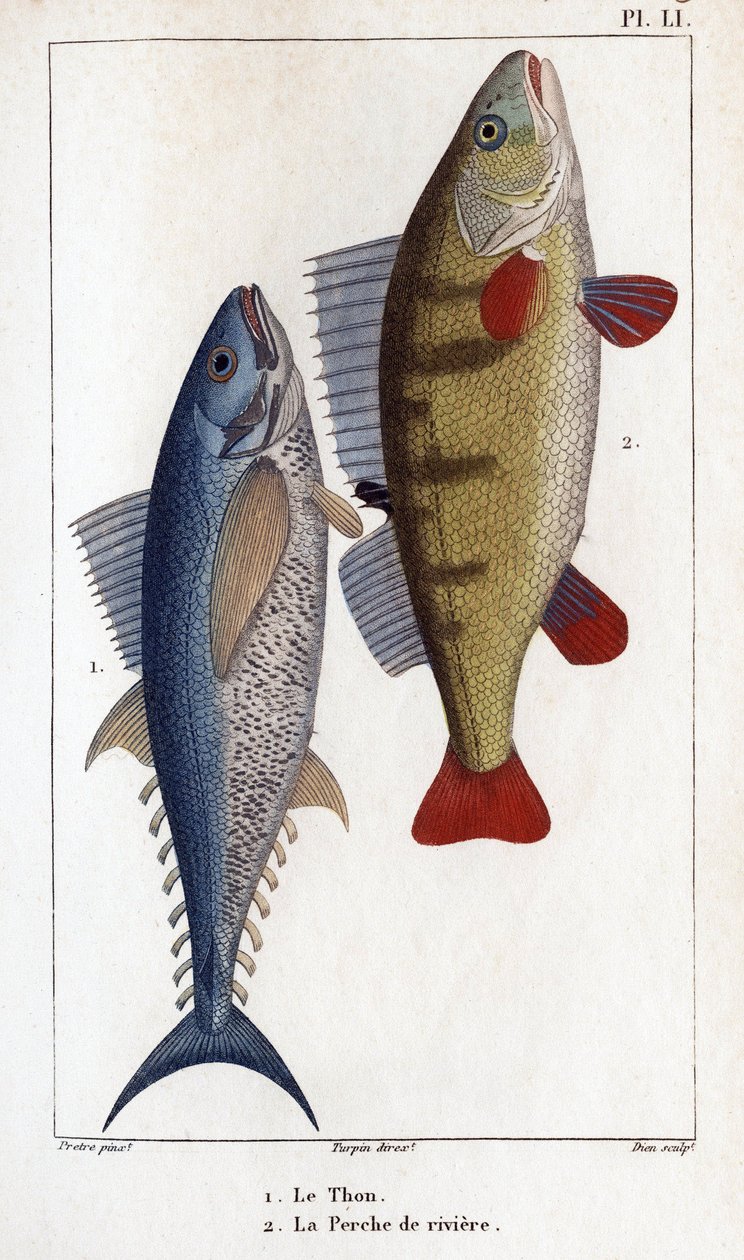 Tuna and River Perch. Fauna of Doctors or History of Animals and Their ...