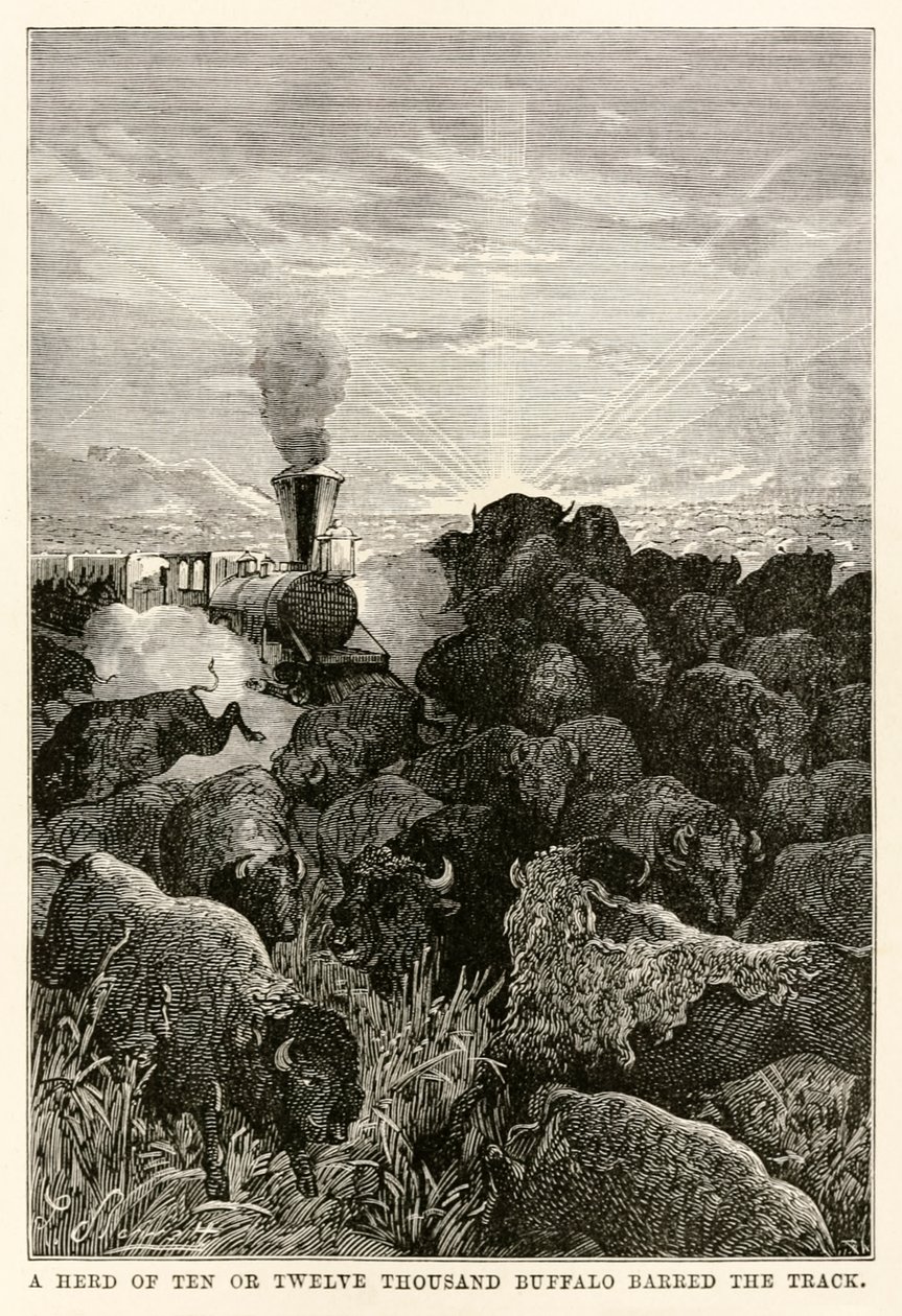 A herd of ten or twelve thousand buffalo barred the track, from Around ...
