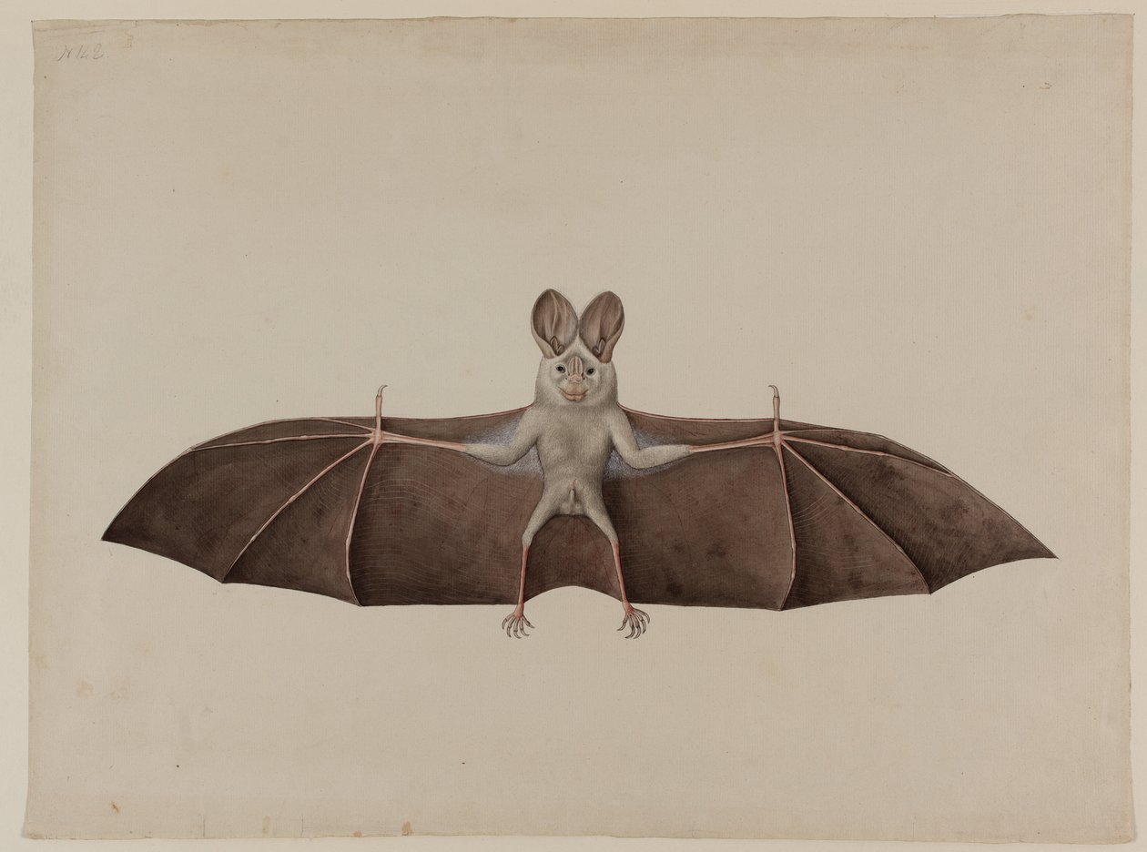 Asian Lesser False Vampire Bat, c.1790 by Indian School