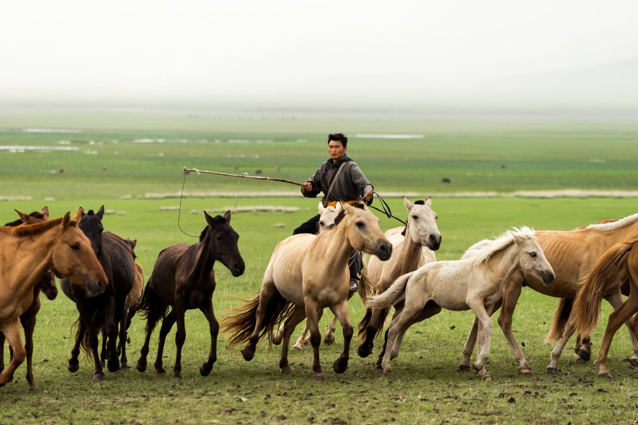 Local family rounding up their horses in Gun-Galuut Nature Reserve