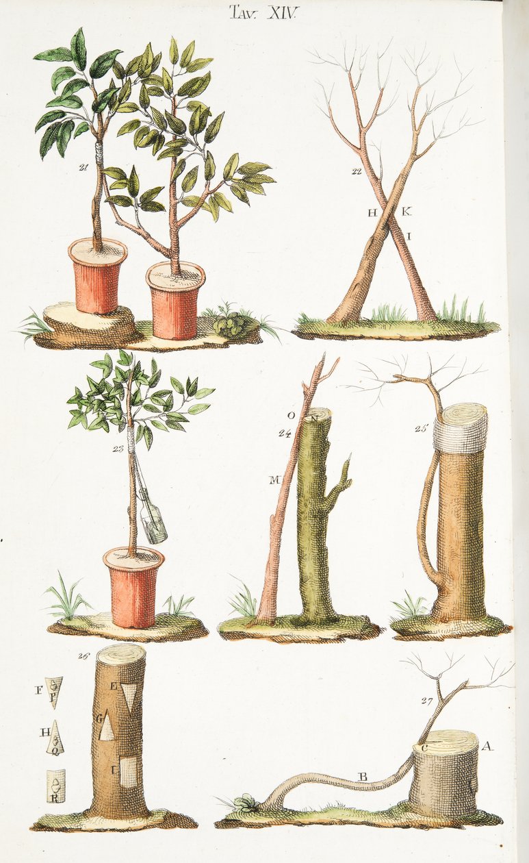 Various Examples of Grafting Fruit Trees, Plate XIII, from L'Antotrofia ...