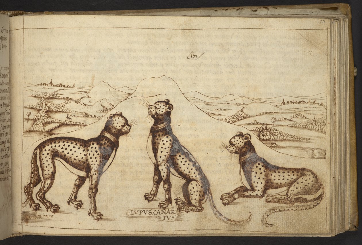 Add. 82955, f.170 Panther ('lupus canarius'), from Historia Animalium