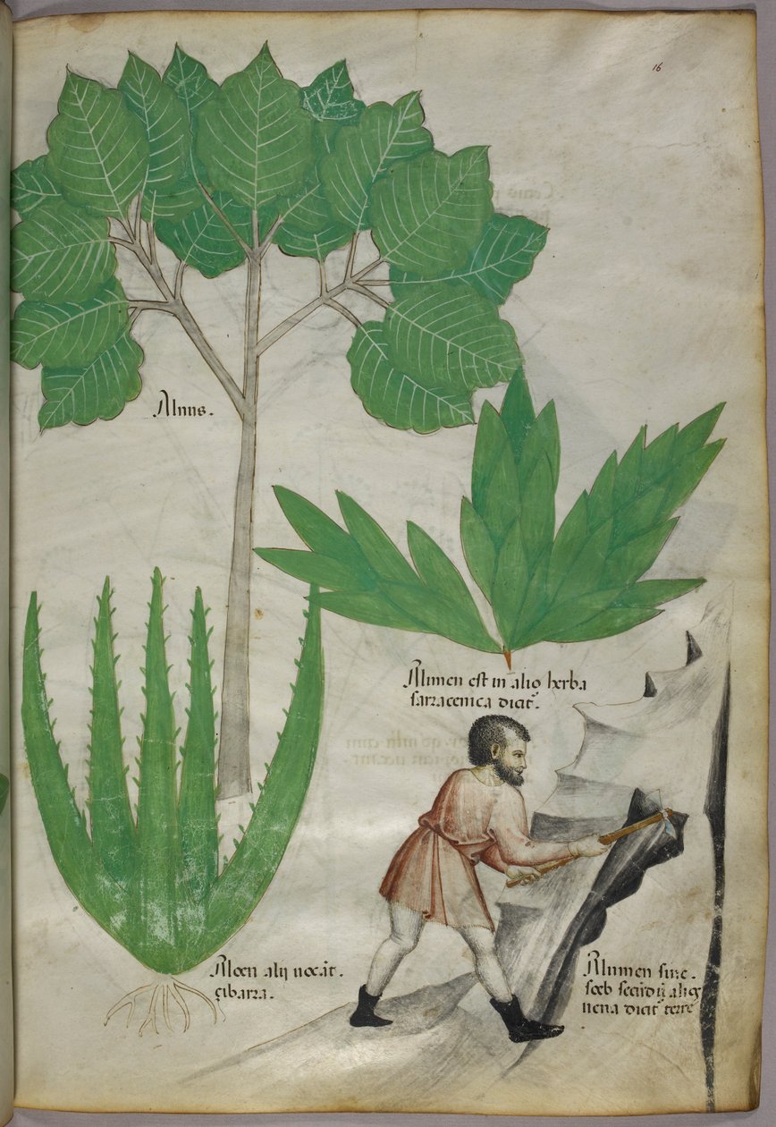 Botanical illustration of a man with an axe breaking rock to extract ...