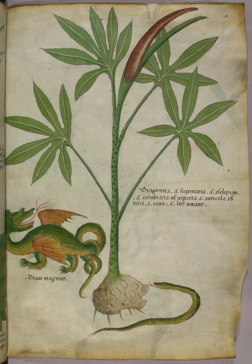 Botanical illustration of a plant, a dragon and a snake, c.1440