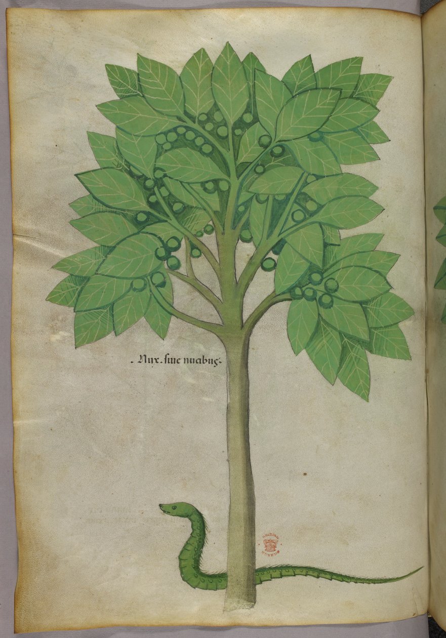 Botanical illustration of a tree and a snake, c.1440