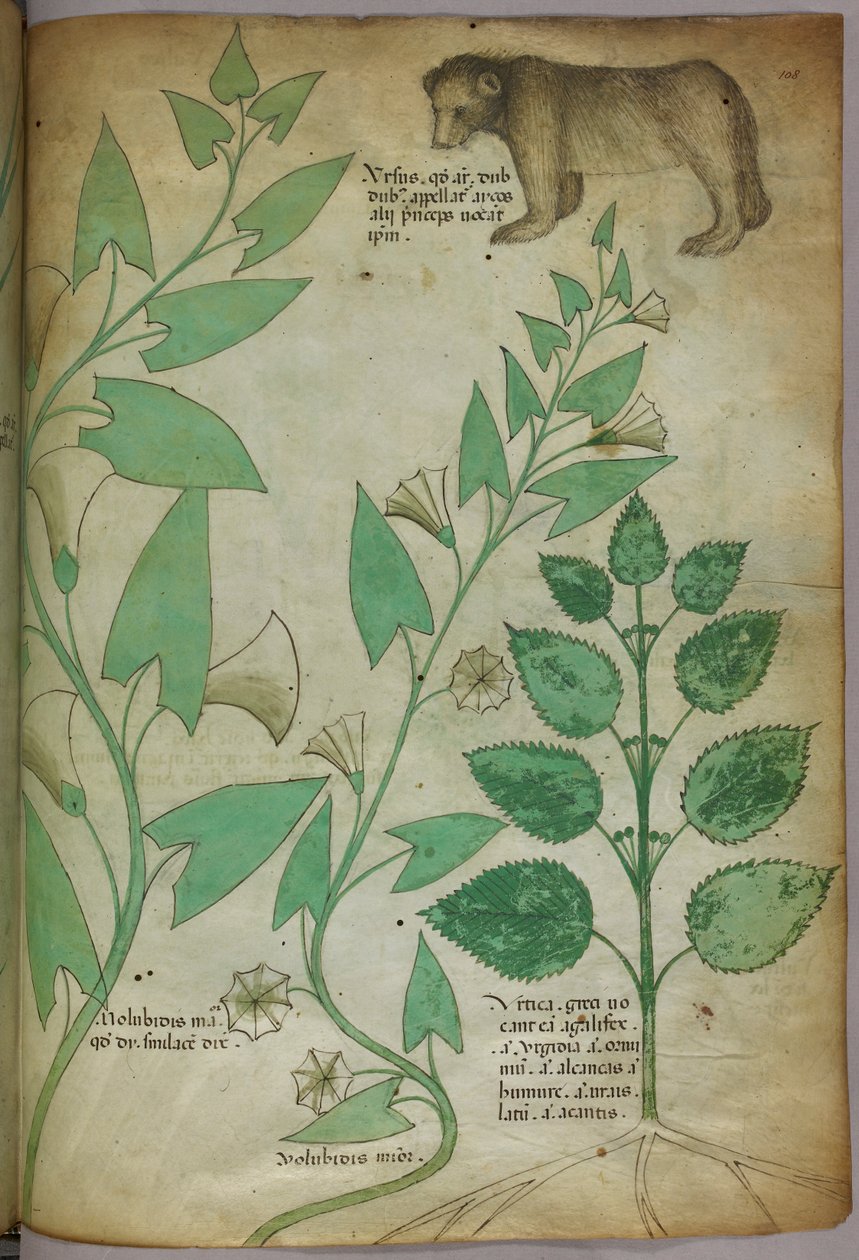 Botanical illustration of plant with a bear, c.1440