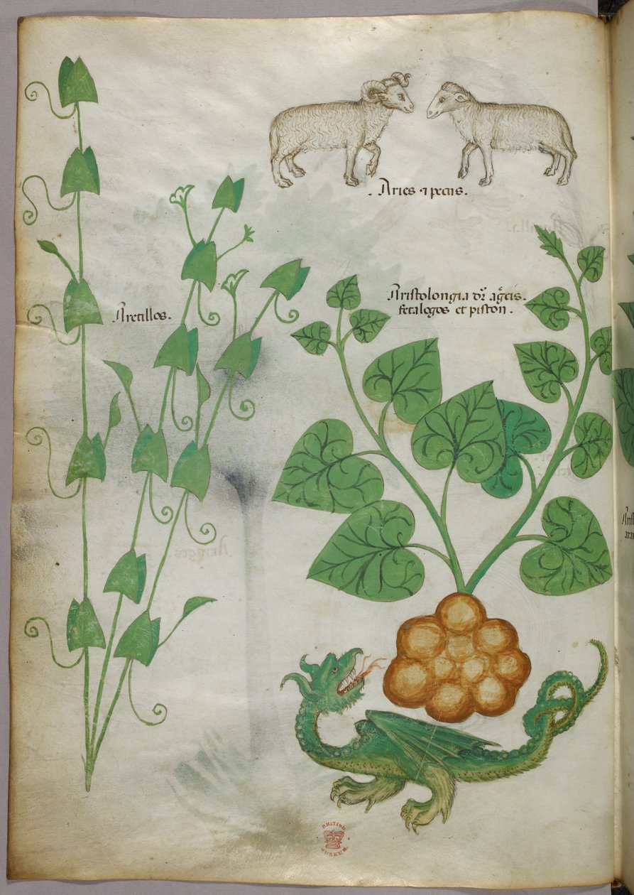 Botanical illustration of plants, a dragon and sheep, c.1440