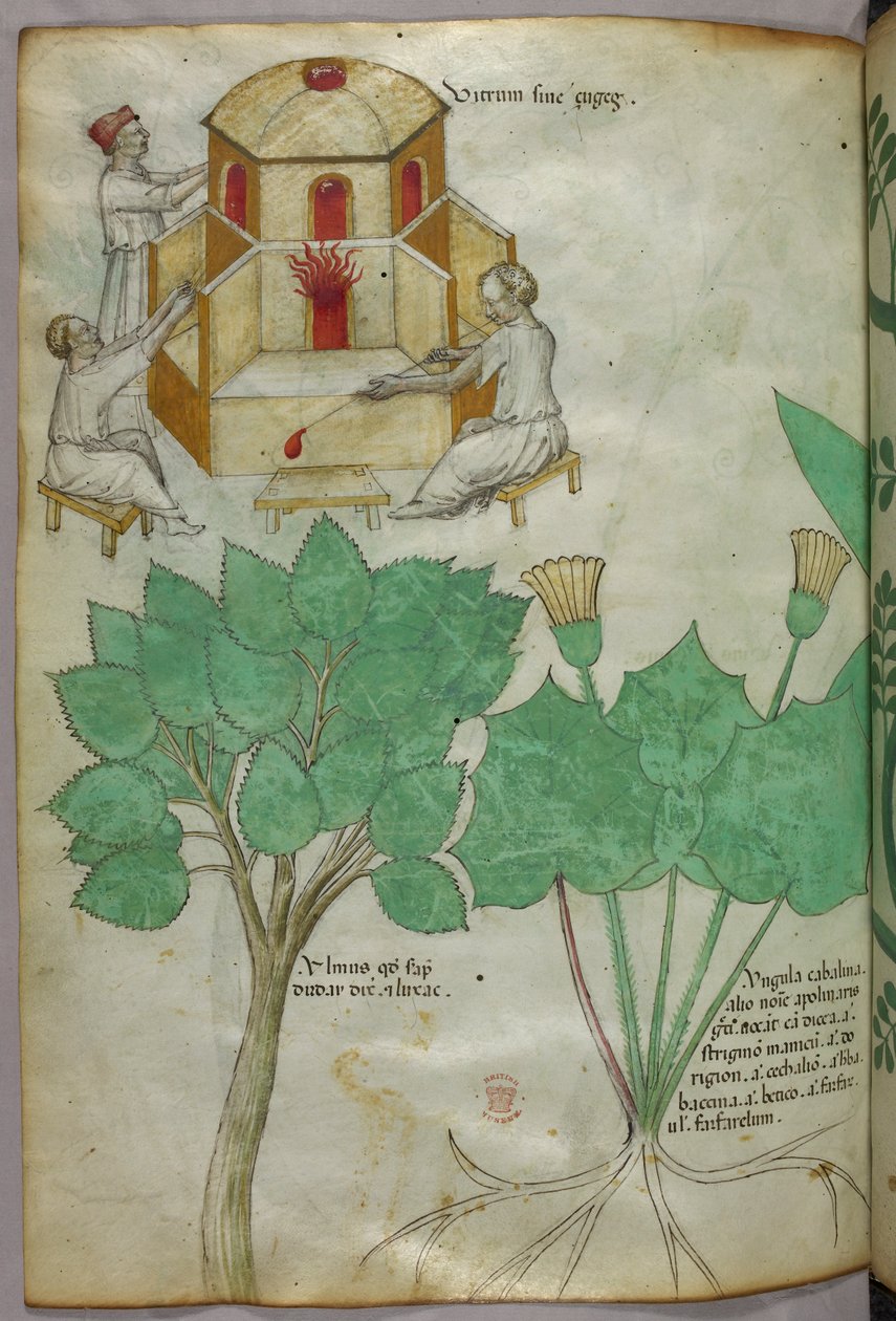 Botanical illustration of plants and glass-making illustration, c.1440
