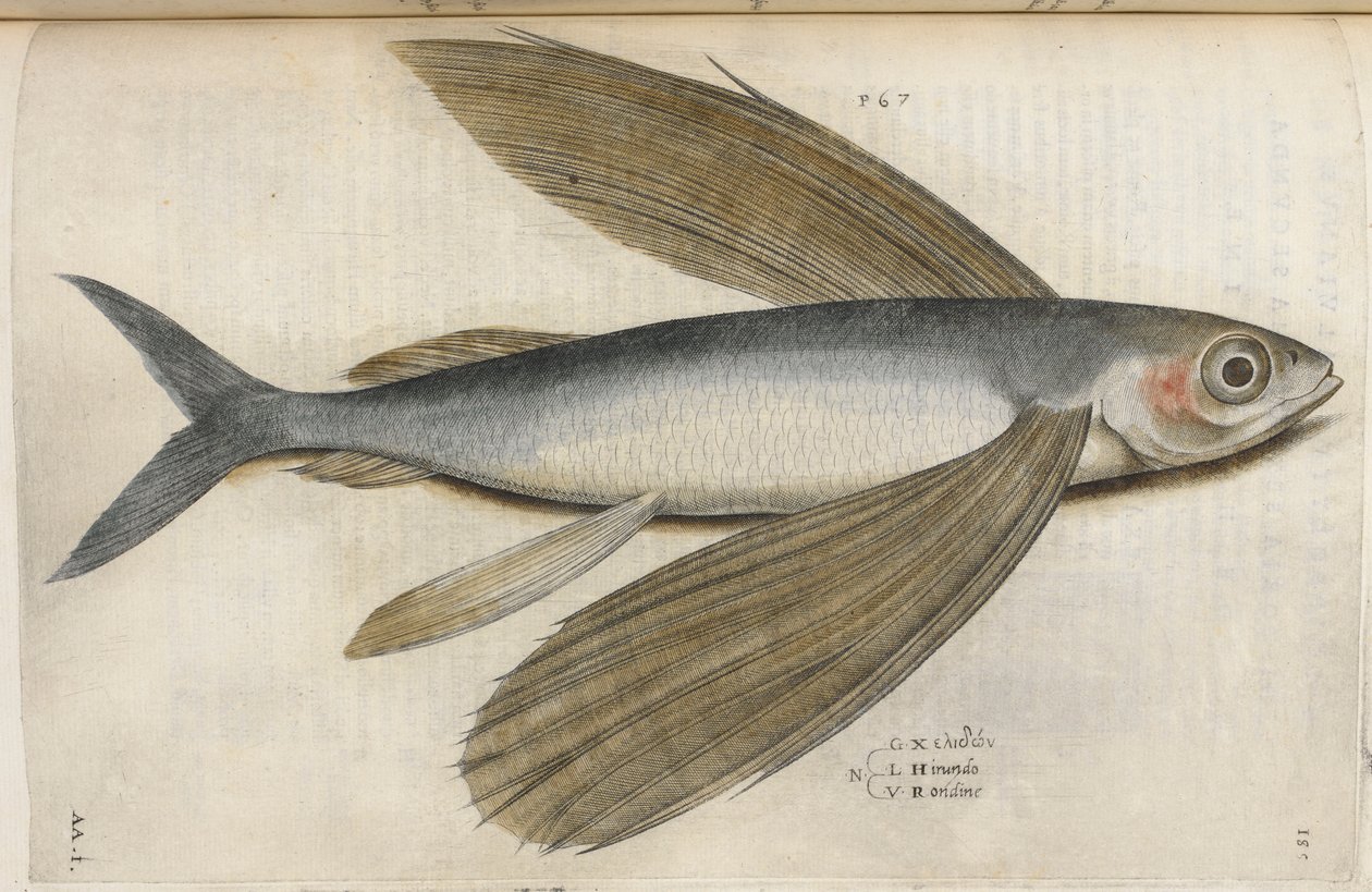 Flying fish, illustration from 'Aquatilium Animalium Historiae liber ...