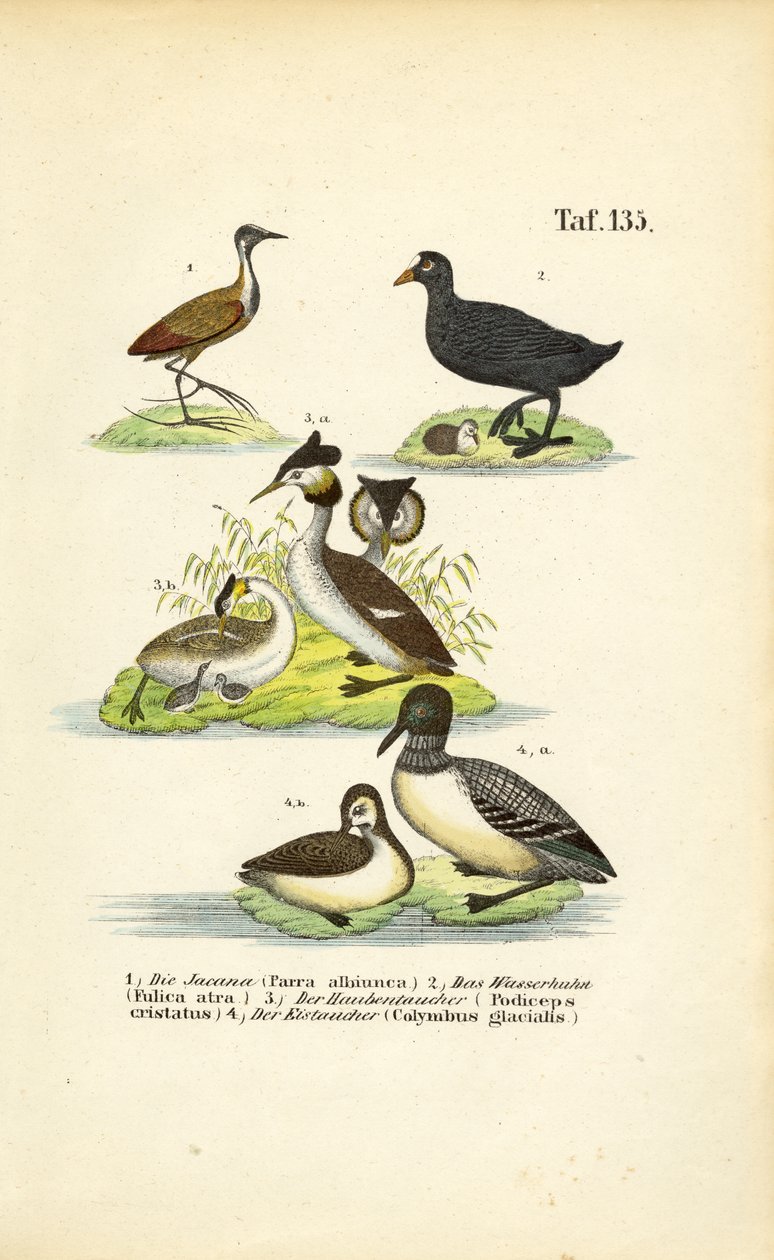 Aquatic Birds with Jacana, Eurasian Coot, Great Crested Grebe and ...