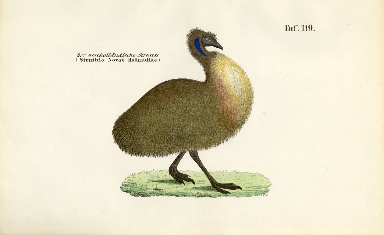 Emu by J. W. Tenhaeff: Highest-quality art reproduction